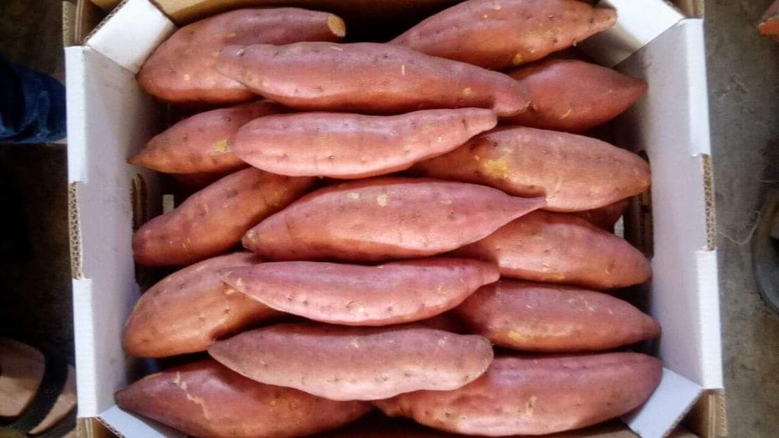 Cultivation of Albatata | G-alpha